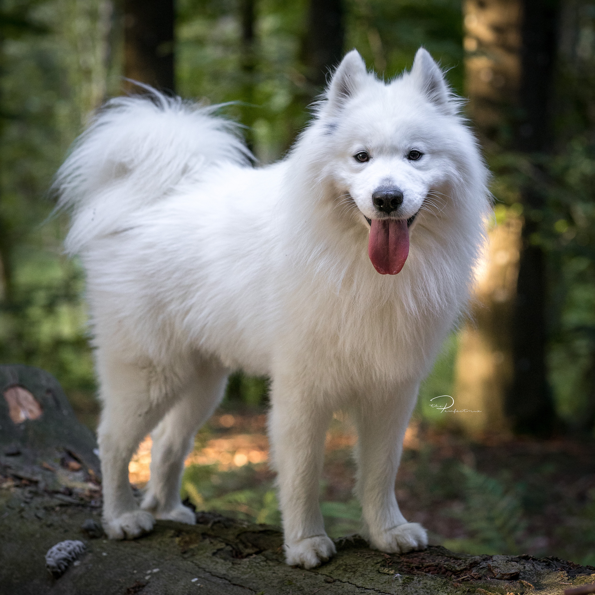Der Samojede - Rasseportrait - Retrieverherzen